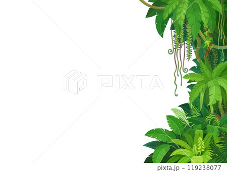 Rainforest Clipart Border Jungle Border High Res Vector Graphic